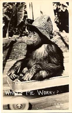 What Me Worry? Monkey Real Photo - Historic - Real Photo - Vintage ...